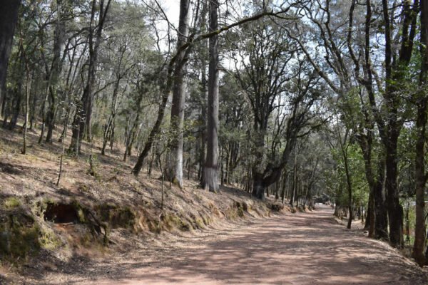 Bosque el Hiloche - Restaurante Real del Monte